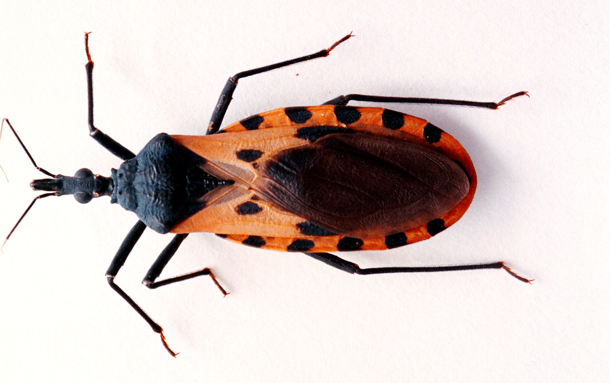 Encuentran chinches que transmiten el mal de Chagas en varias casas en ...