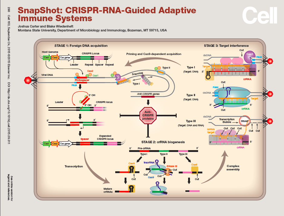 A CRISPR View of Bacterial Immune Systems The Cell Snapshot Archive ...