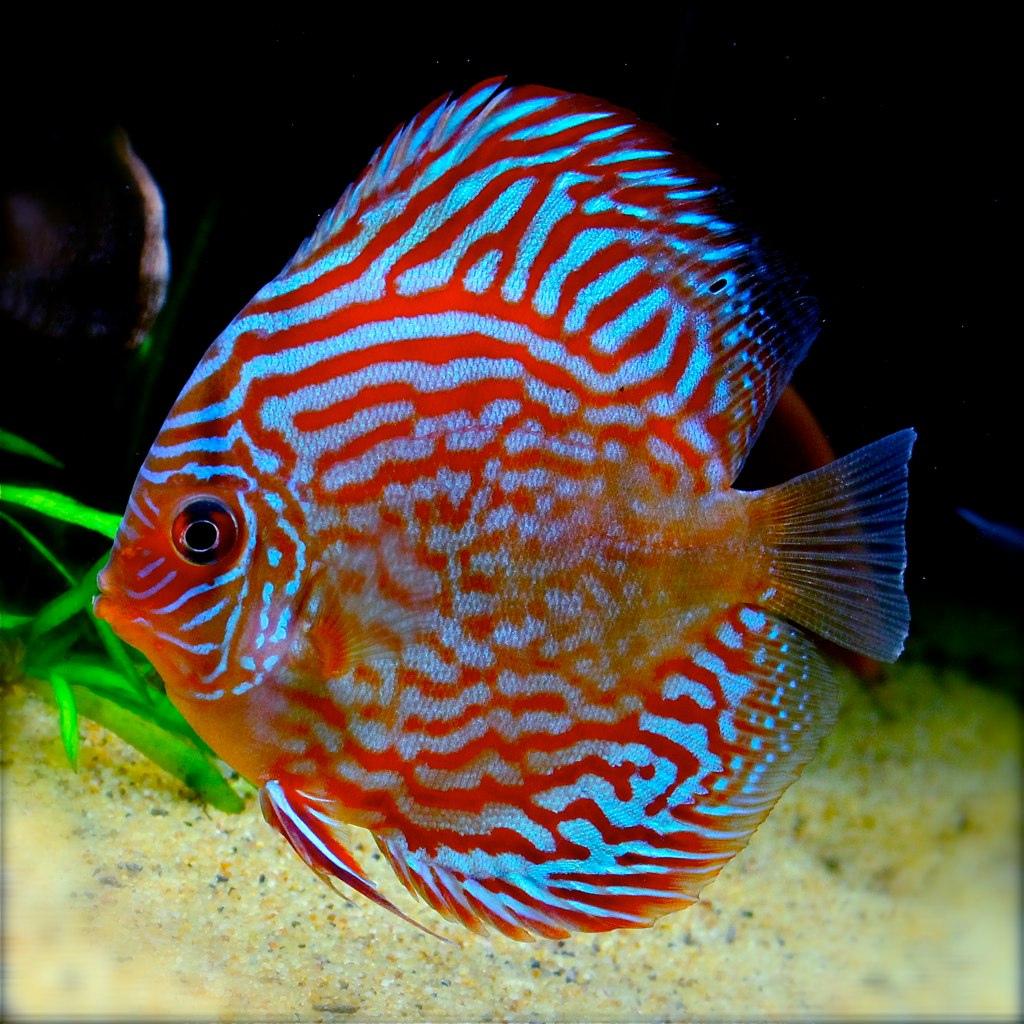 Super Red Turquoise Discus