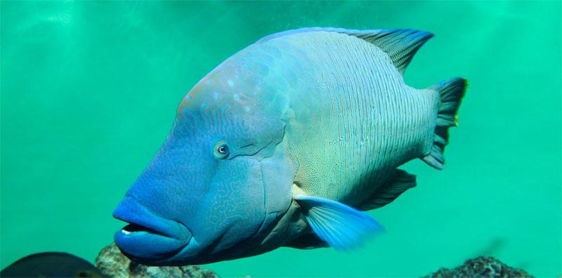 メガネモチノウオ（ナポレオンフィッシュ） #メガネの日 #葛西臨海水族園 目のうしろの黒い帯が眼鏡のパーツに見えるゆえの命名。#どうぶつの森 ...
