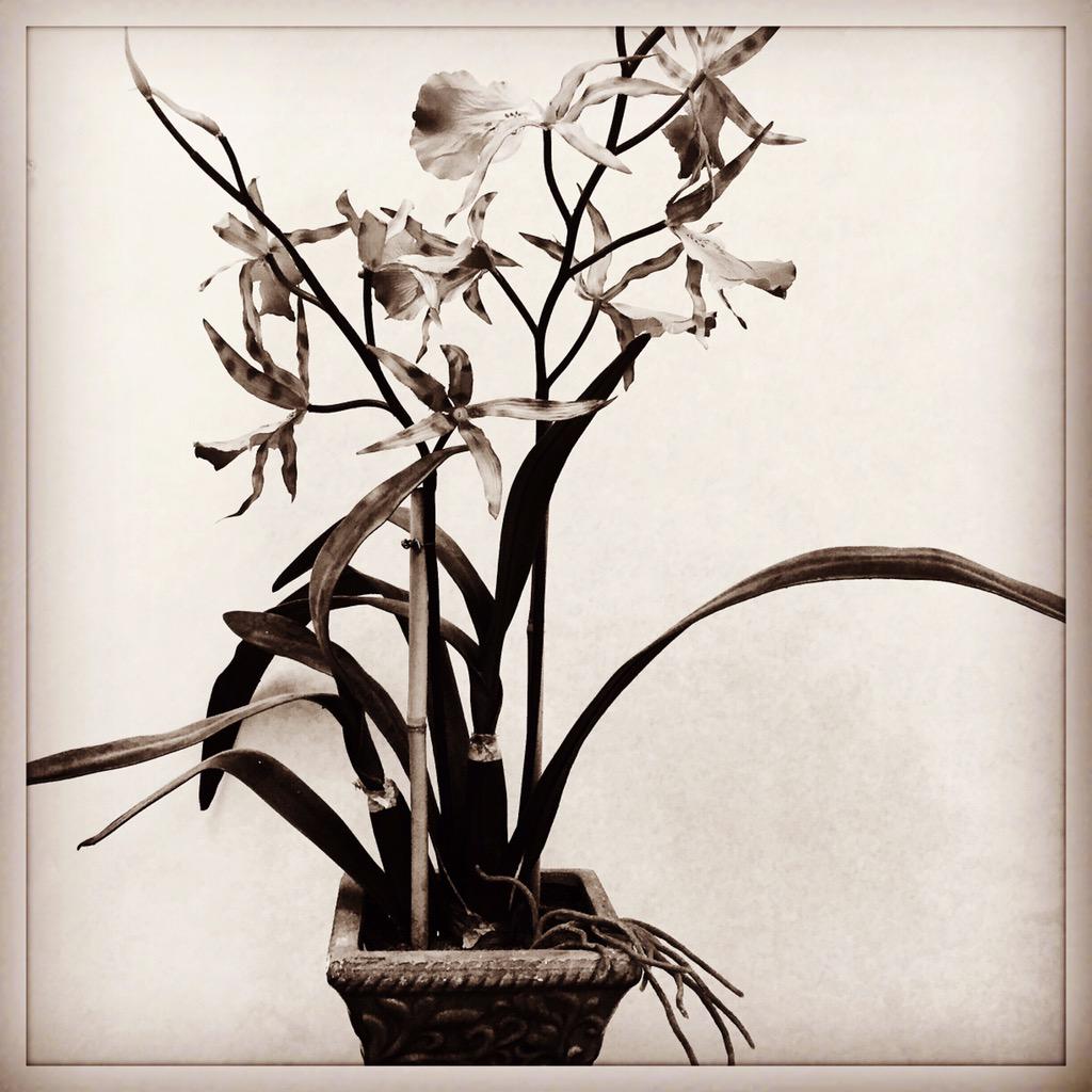 Negative Space Drawing Plants