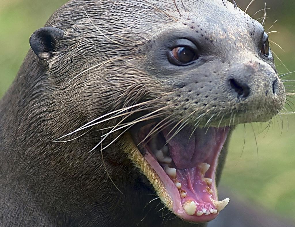 A killer otter has plundered over £10k worth of fish from a devastated ...