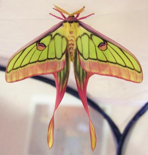 Chinese Luna Moth