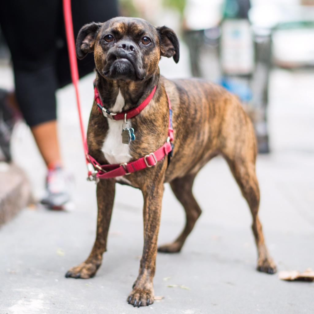 Pug Mixed With Boxer