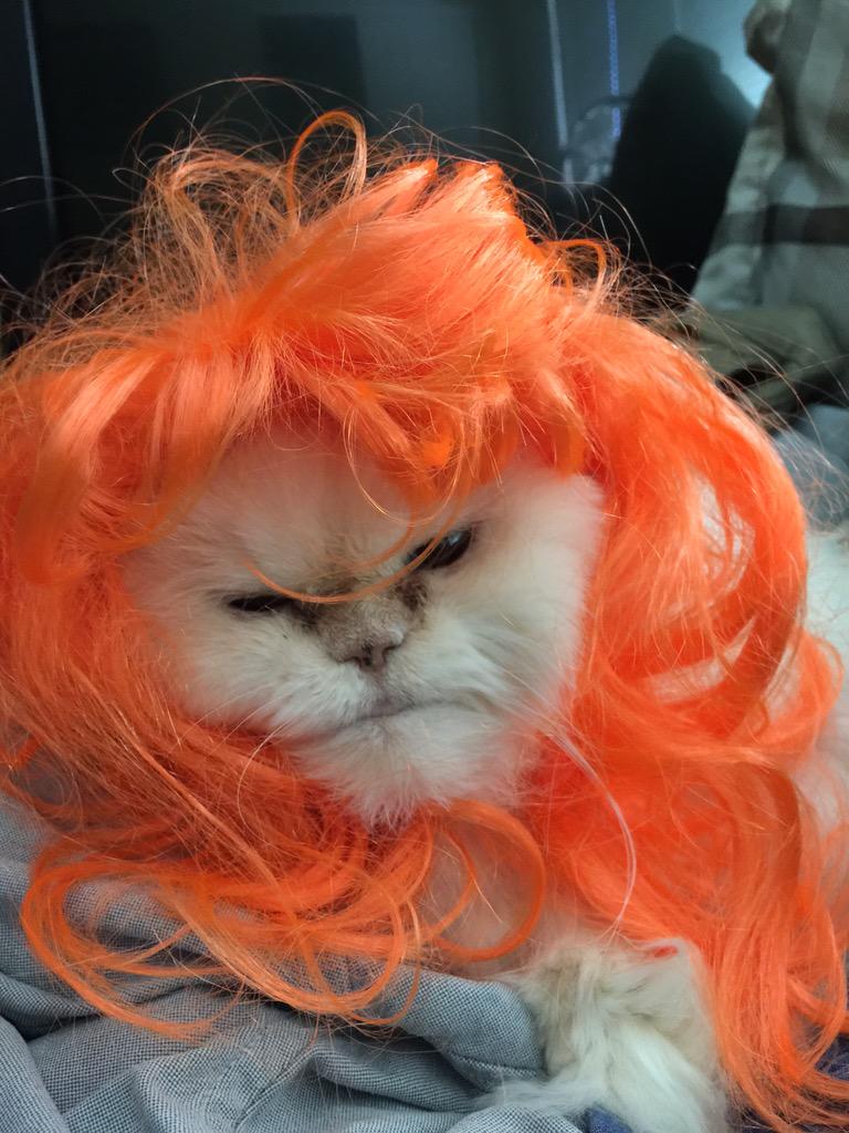 Cats In Red Wig