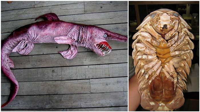 Weird Animals That Actually Exist