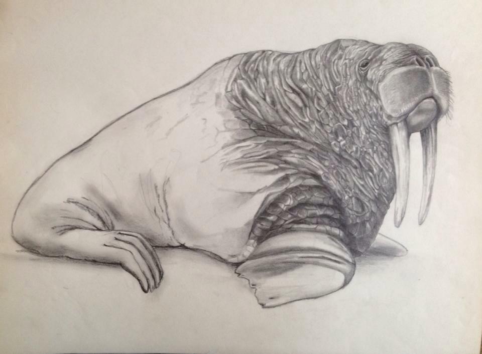 Walrus Pencil Drawing