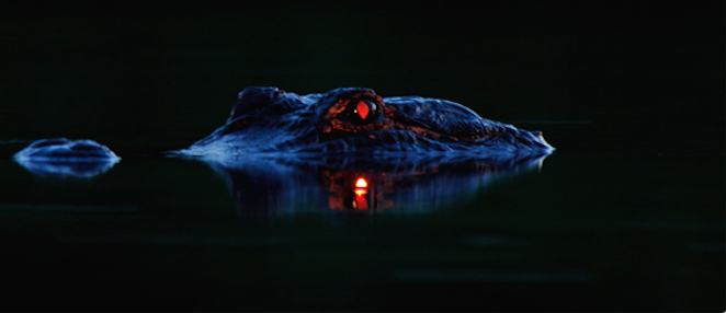 Alligator Eyes At Night