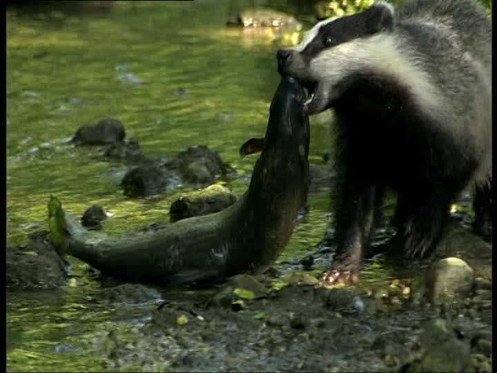 Badger Eating