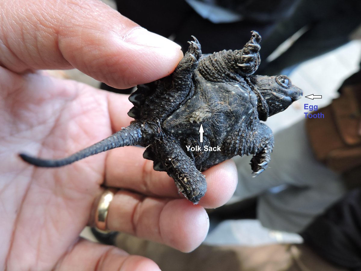 Alligator Snapping Turtle Eggs