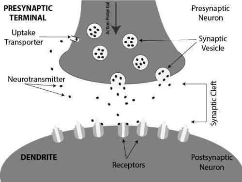 Presynaptic Terminal