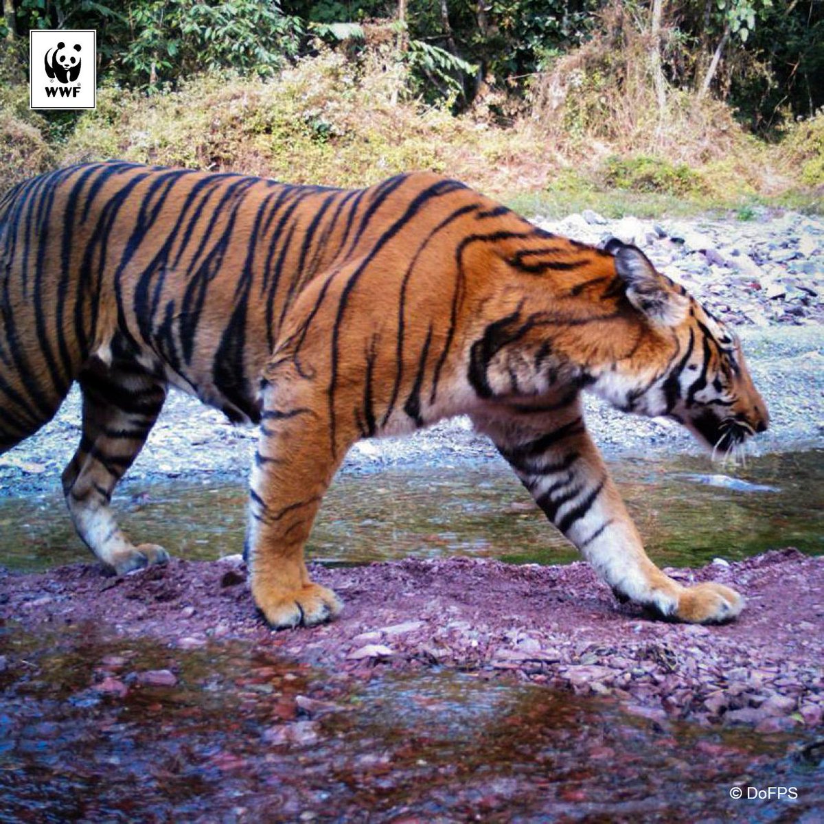 WildFact - ON THE EDGE OF EXTINCTION - A - THE TIGER (Panthera tigris)