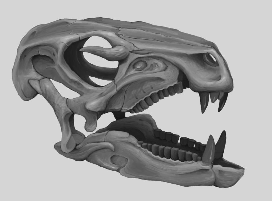 Heterodontosaurus Skull