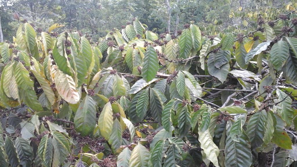 Gambar Daun Opo Opo ~ gambar keren terbaik