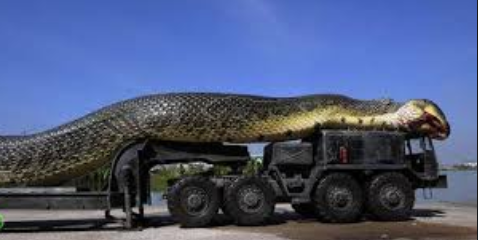 Largest snake in the world captured | The Standard Digital | Scoopnest