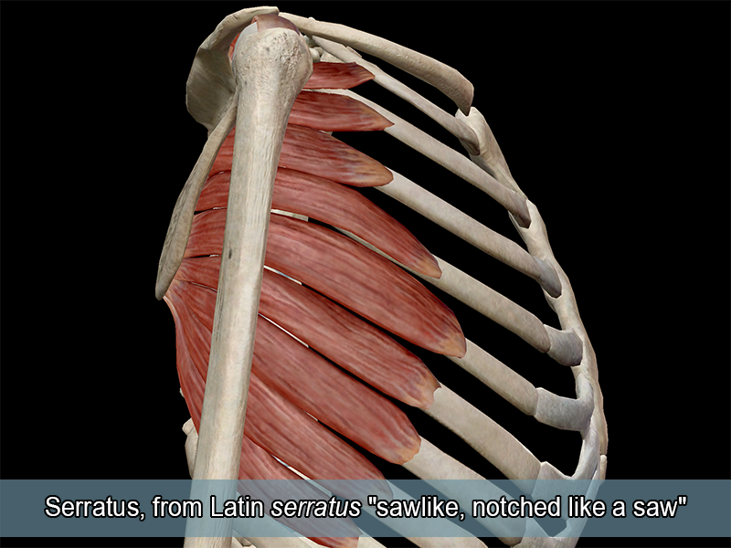 Serratus Anterior Origin And Insertion