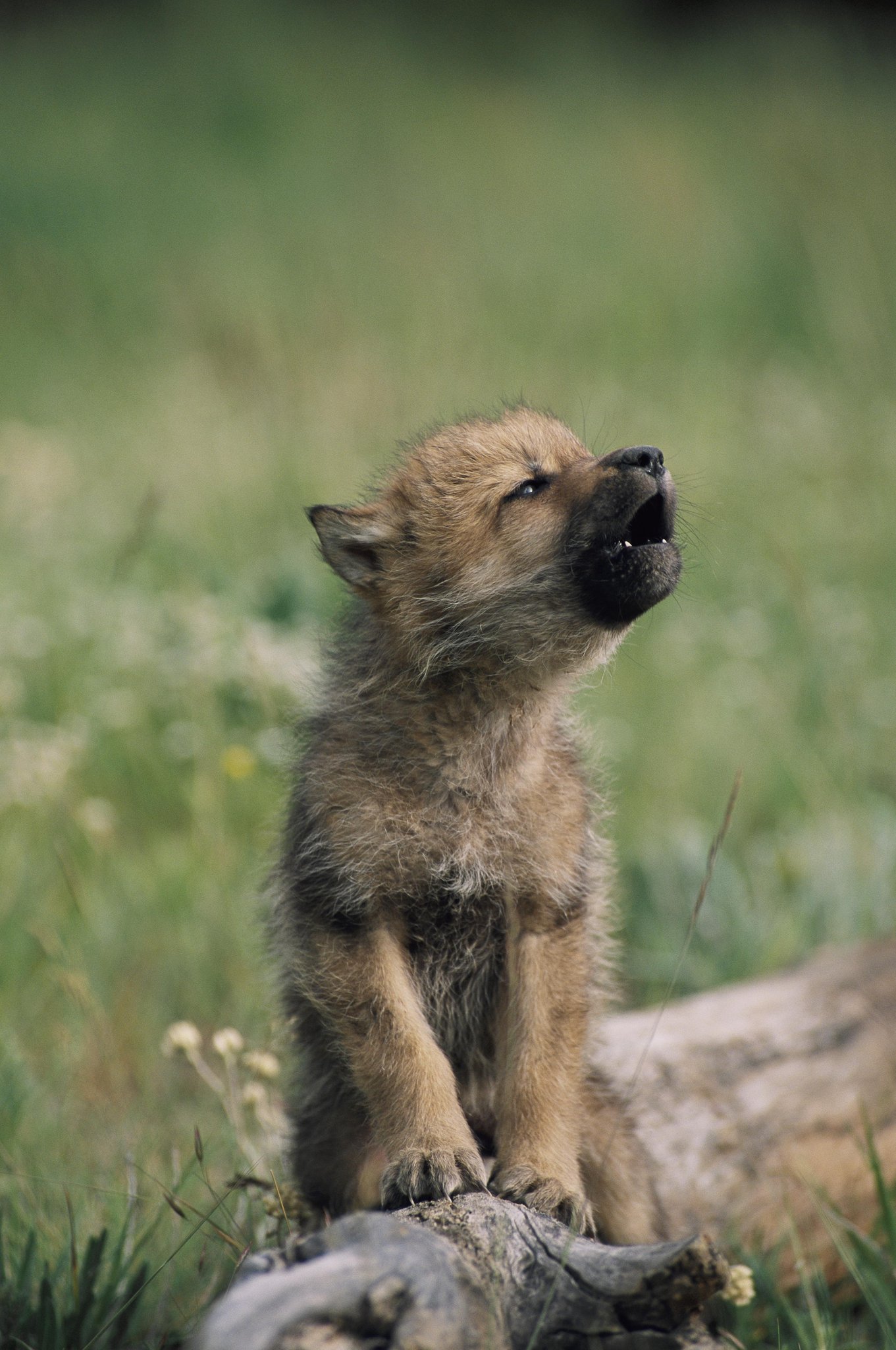 Grey Wolf Pup Howling
