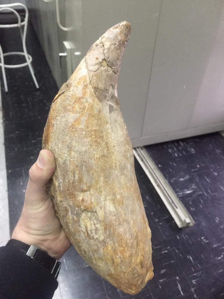 Leviathan Whale Tooth