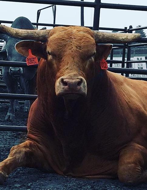 Yellow Jacket The Bull