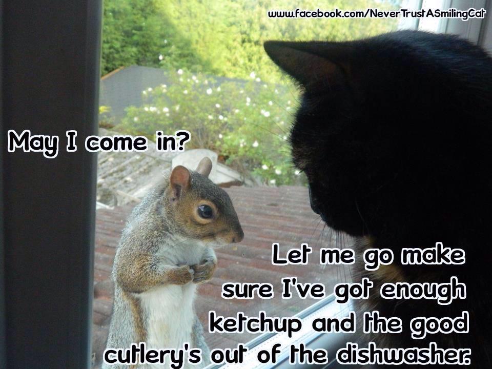 Cute Squirrel Memes