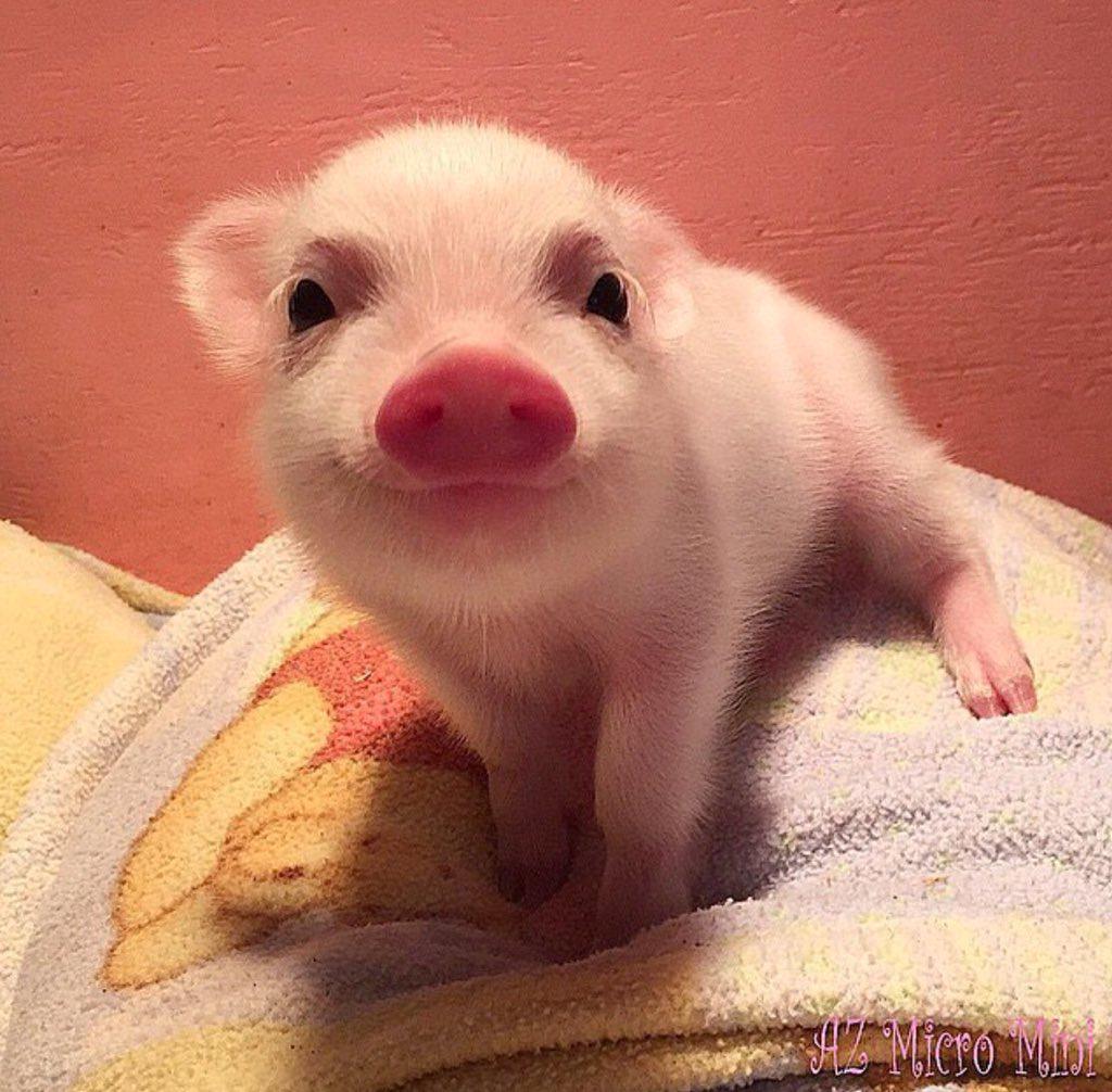 Mini porco, sem virar mega!tudo o que quero nesta vida ultimamente.e ...