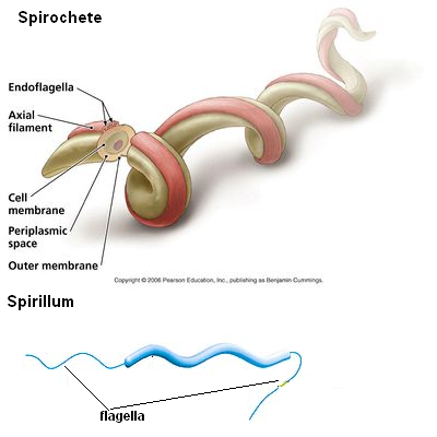 Axial Filament Spirilla