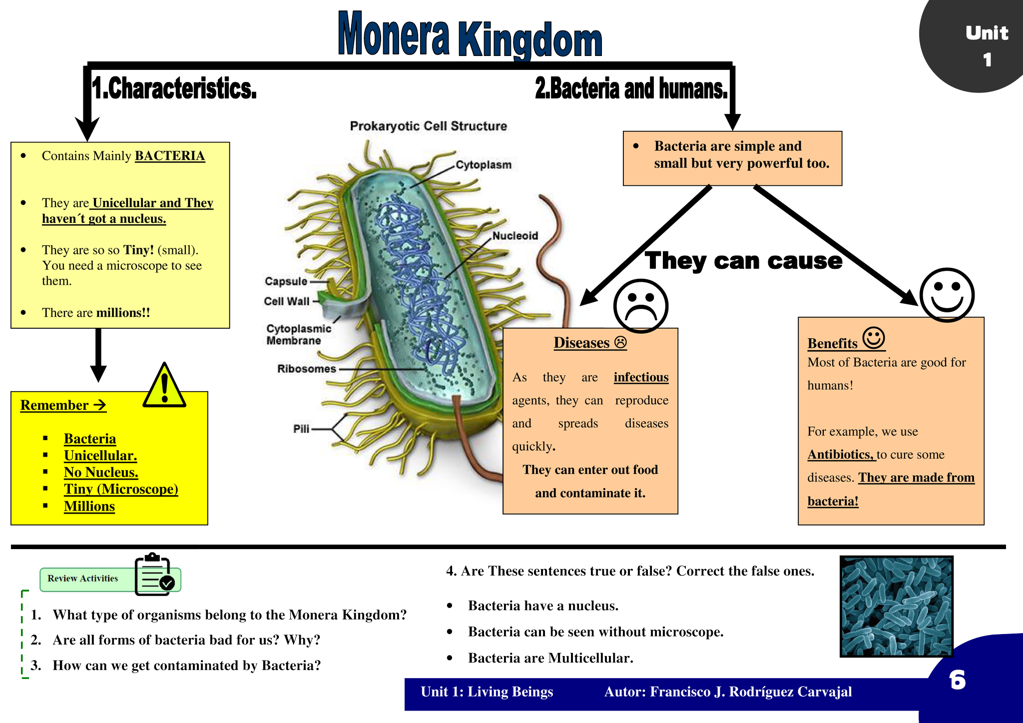Monera Bacteria Kingdom