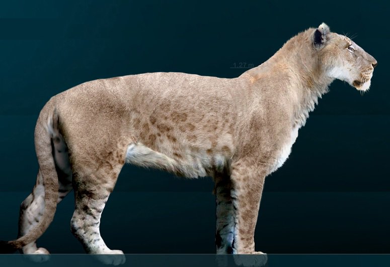 Frozen Saber Tooth Tiger Found