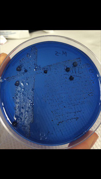 Streptococcus Salivarius Agar