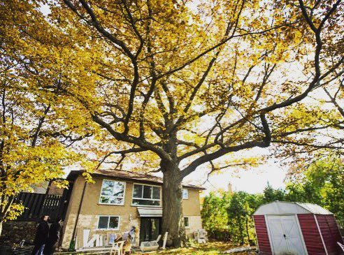 A 350-year-old red oak tree, one of #toronto's oldest and largest, is ...