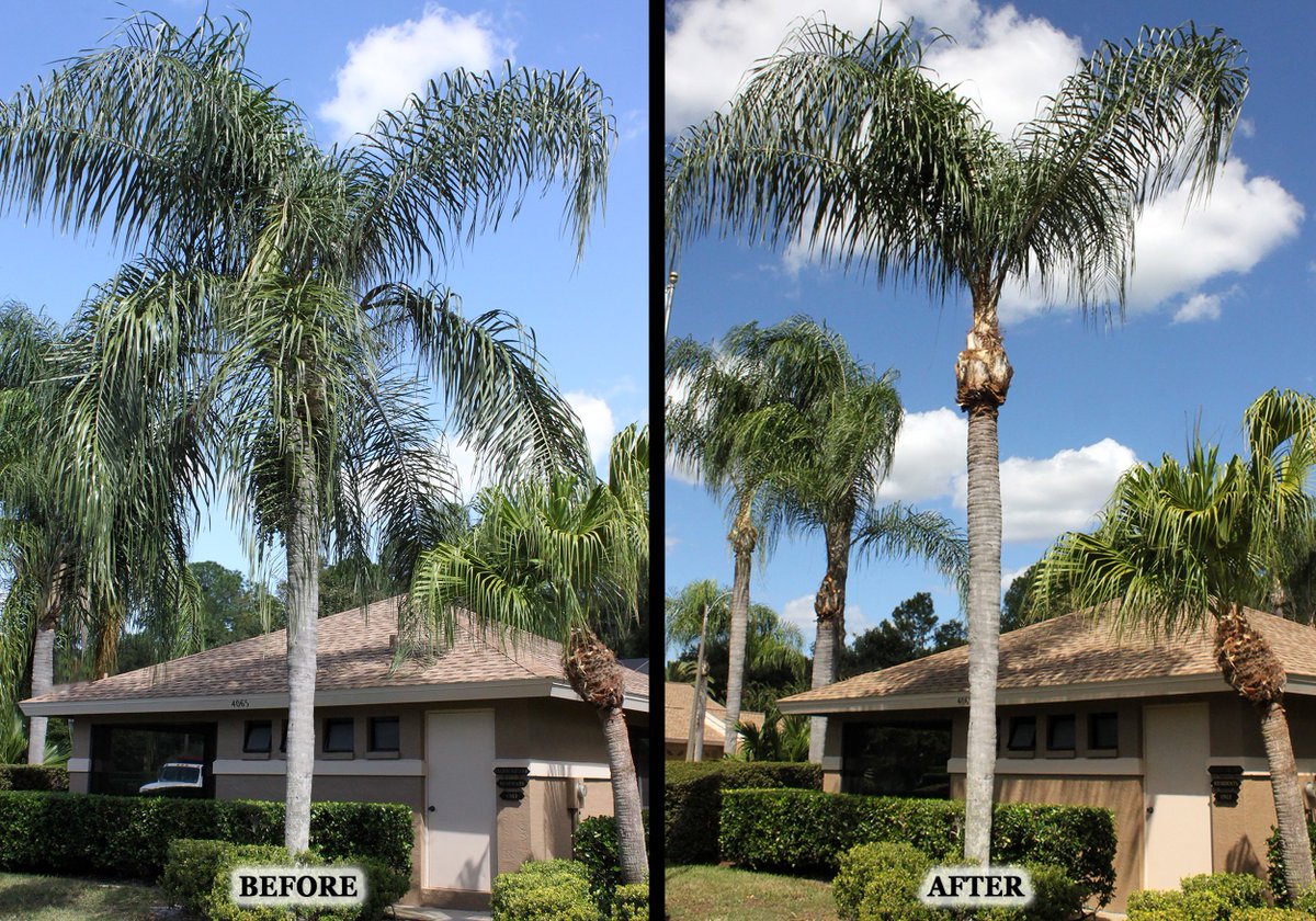 Palm Tree Trimming Before And After