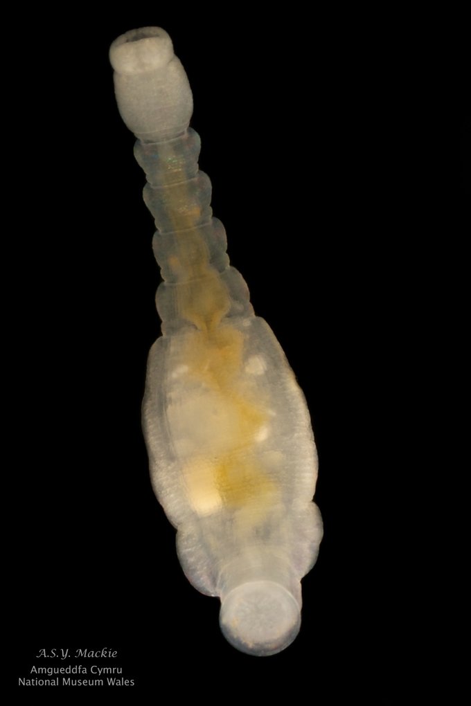 Branchiobdellida - Alchetron, The Free Social Encyclopedia