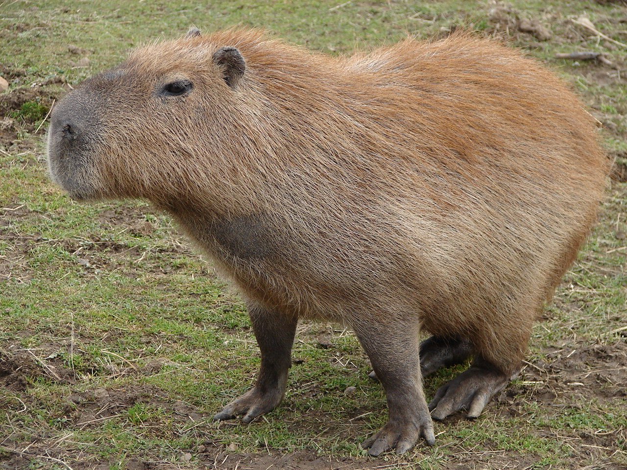 Anaconda Eating A Capybara