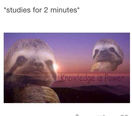 Knowledge Is Power Sloth