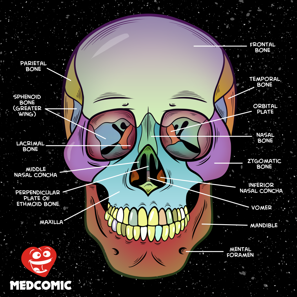Nasal Conchae Anterior View