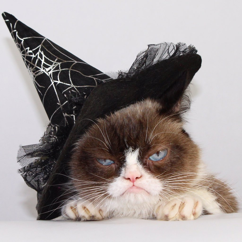 Grumpy Cat Pictures No Words