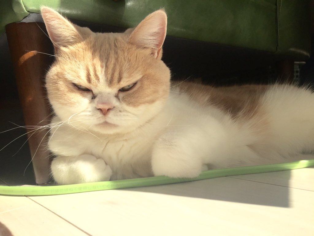 The Worlds Most Pissed Off Cat. Meet Koyuki, The Gangster Cat