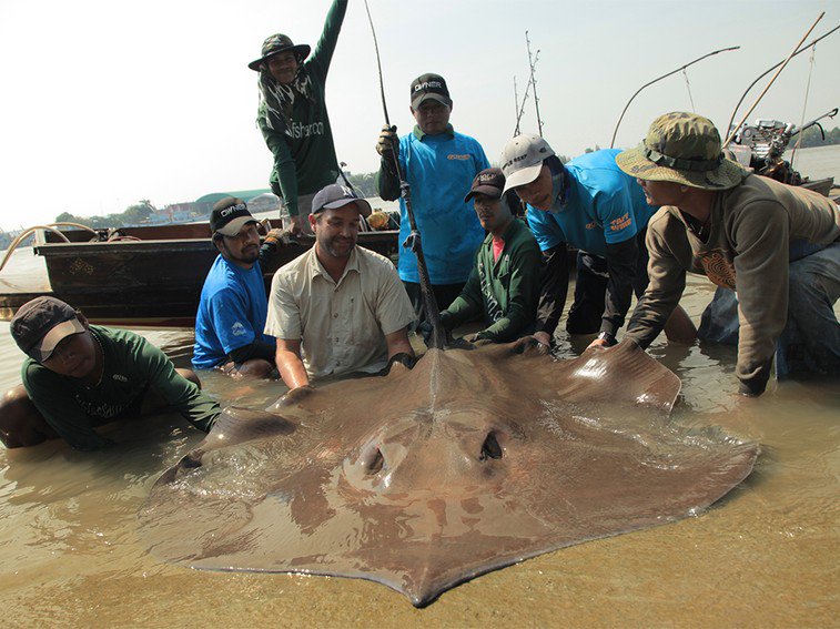 Giant Freshwater Stingray Barb