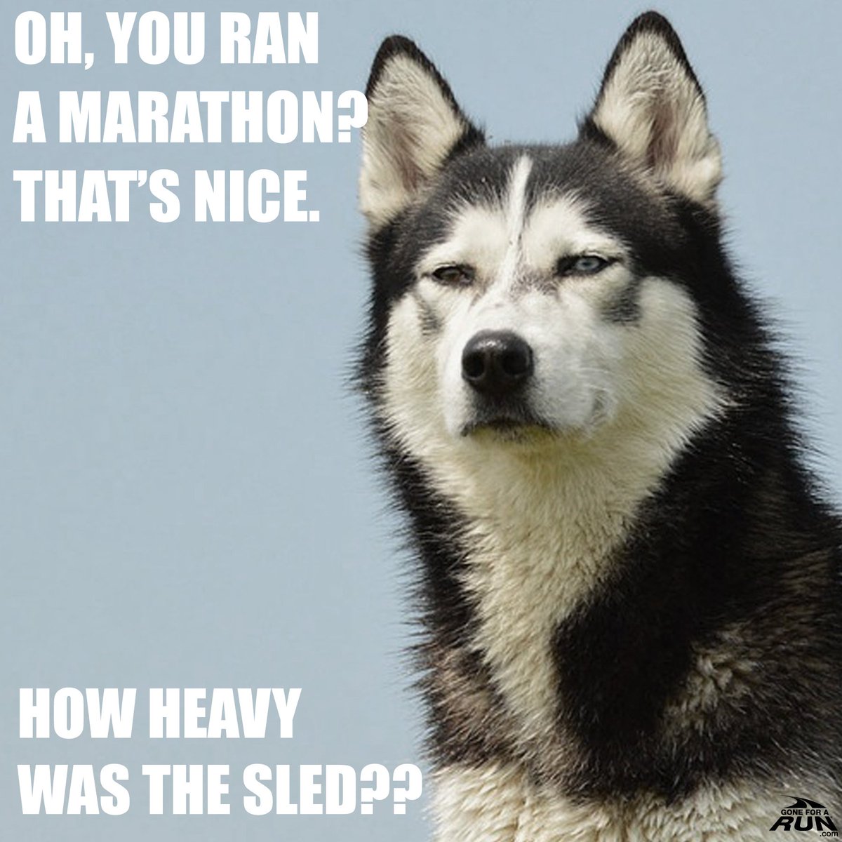 Husky Marathon Memes