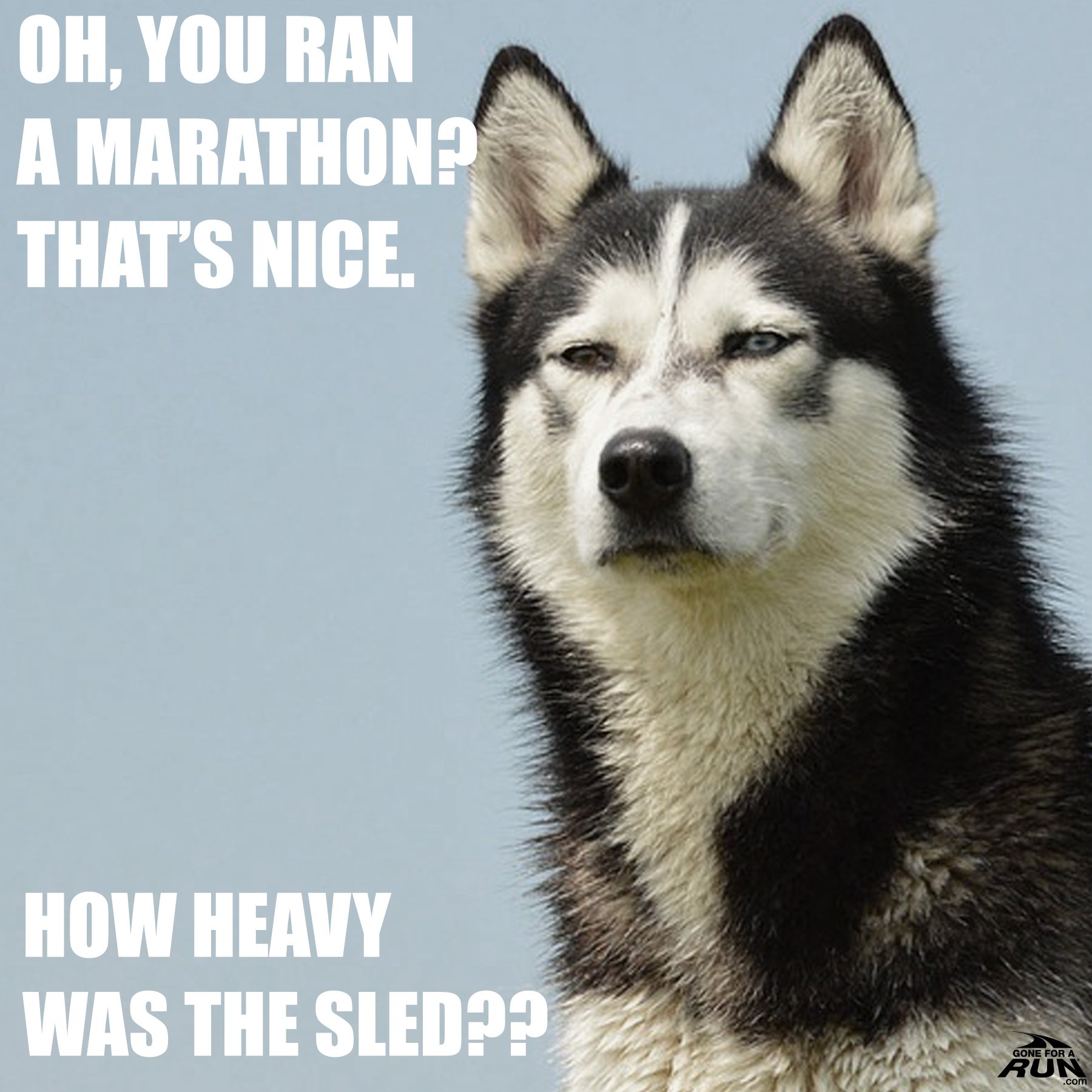 Alaskan Husky Memes