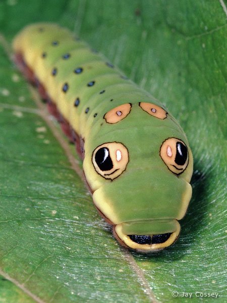 Papilio Troilus Caterpie