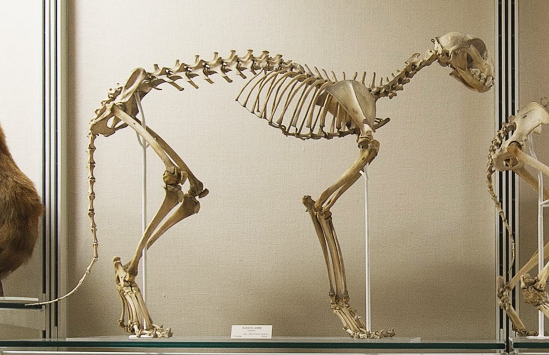 Cheetah Skeleton