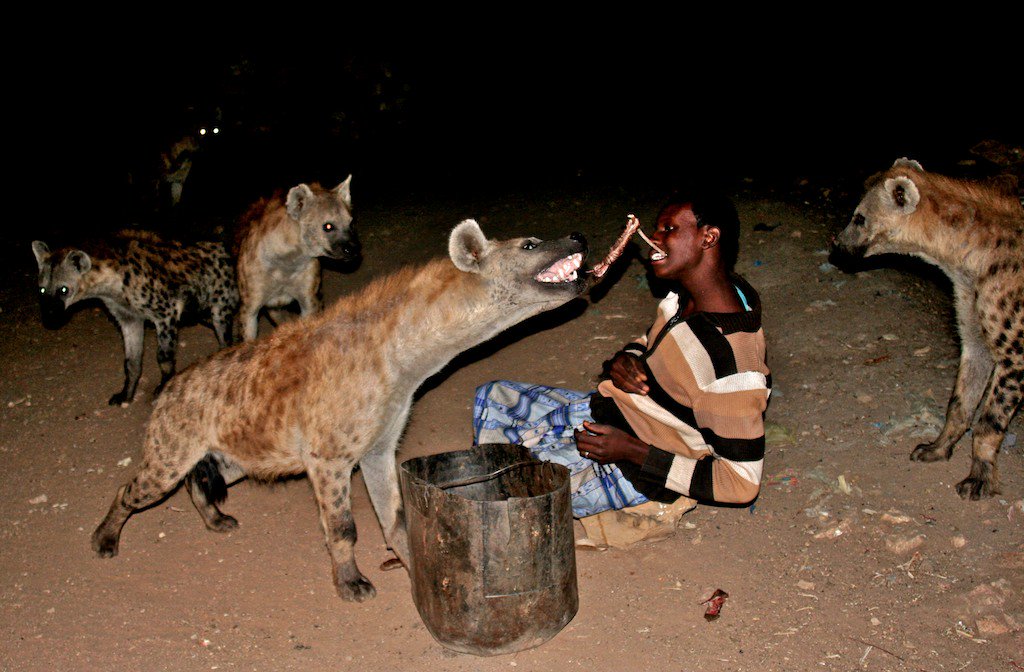 CGTN Africa on Twitter: "#AfricaLive with @LindyMtongana The Hyena men ...