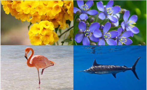 Bahamas National Flower