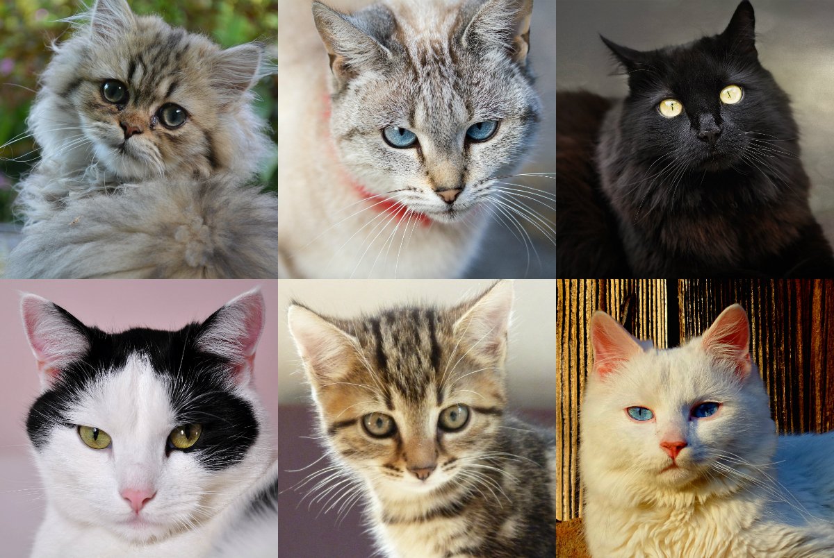No matter what age a cat is, what color they are, or how long their fur ...