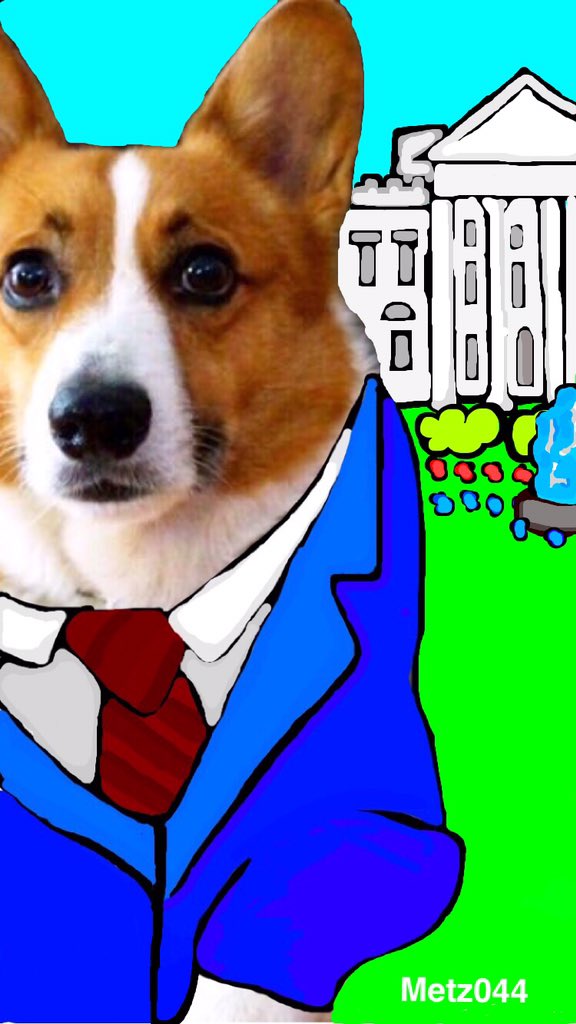 Corgi Lawyer Meme