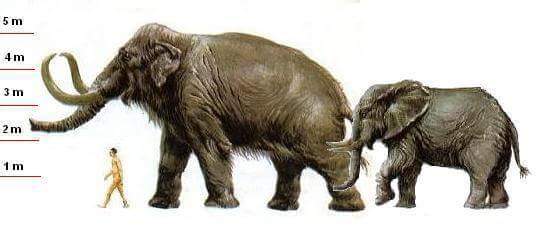 Mastodon Elephant Comparison