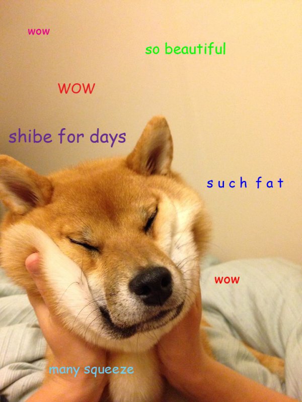 Fat Shibe Memes Fat Shiba Inus Ideas | Shiba Inu, Cute Animals, Shiba