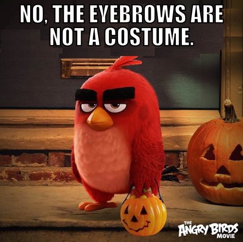Bird Eyebrows Memes Bird Memes: 32 Silly Memes About BIRBS