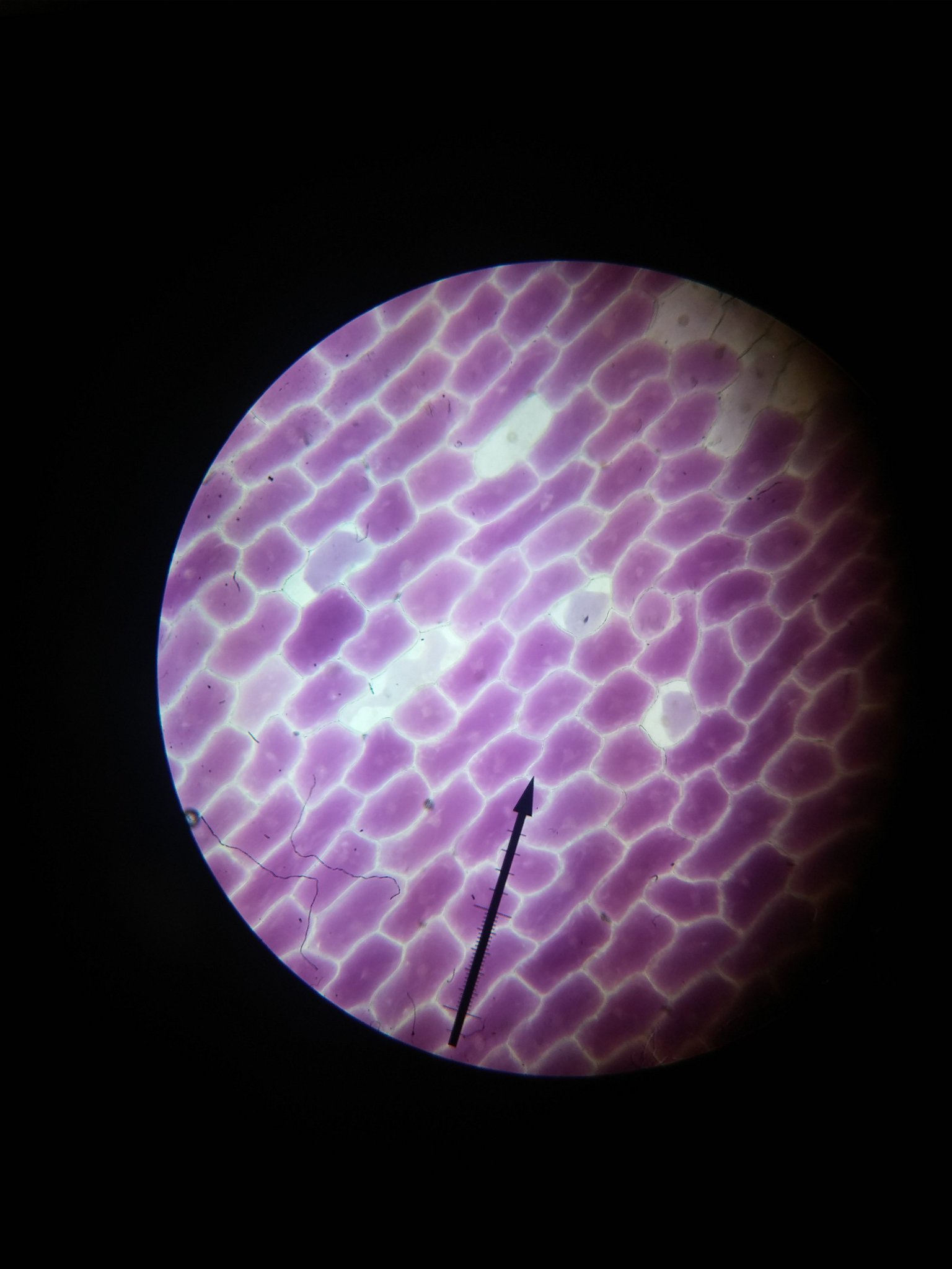 Red Onion Cell Under Microscope